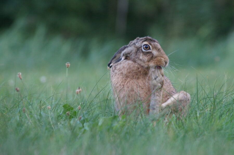 Foto: Schone tenen • De Witte Haas